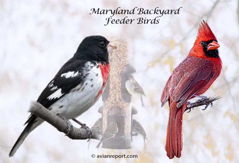 51 Maryland Backyard Feeder Birds: ID & Sound Guide - Avian Report