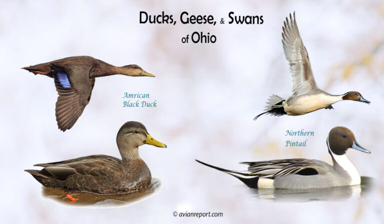 35 Ohio Ducks, Geese, and Swans: ID & Sound Guide - Avian Report