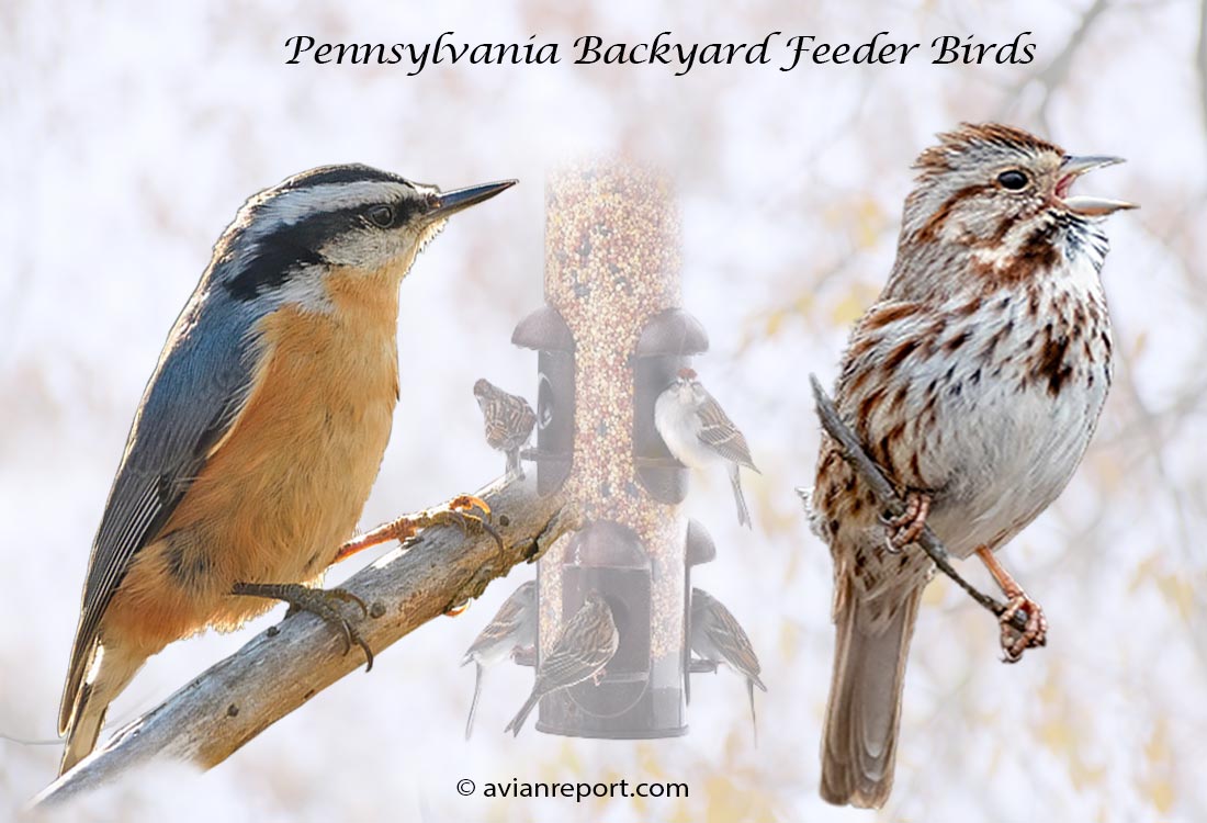 53 Pennsylvania Backyard Feeder Birds: ID & Sound Guide - Avian Report