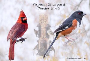 50 Virginia Backyard Feeder Birds: ID & Sound Guide - Avian Report