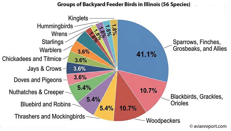 56 Illinois Backyard Feeder Birds: ID & Sound Guide - Avian Report
