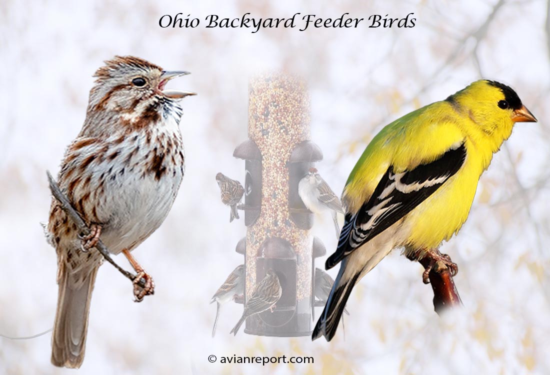 56 Ohio Backyard Feeder Birds: ID & Sound Guide - Avian Report